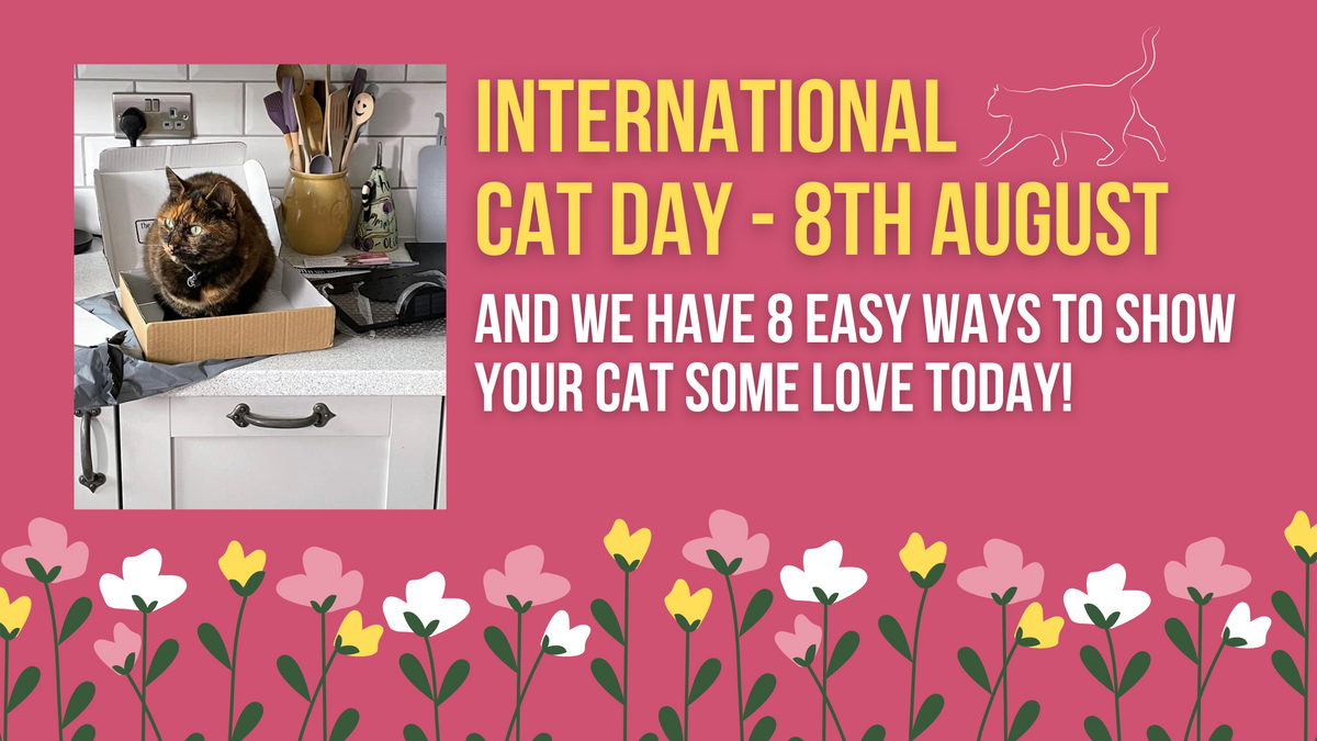 International Cat Day- 8 Easy Things You Can Do To Show Your Cat Some ...