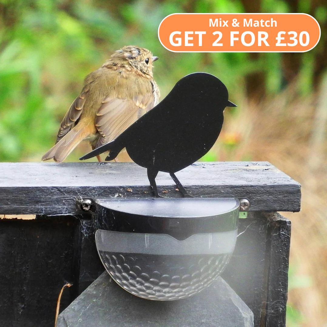 Robin Solar Powered LED Light — Flory's Online